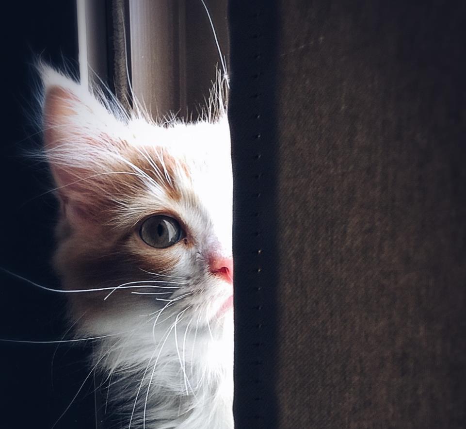 The 12 Best Wallpaper Apps for iPhone 2019 - ESR